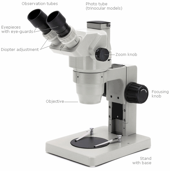 microscope diagram head base and arm of microscope